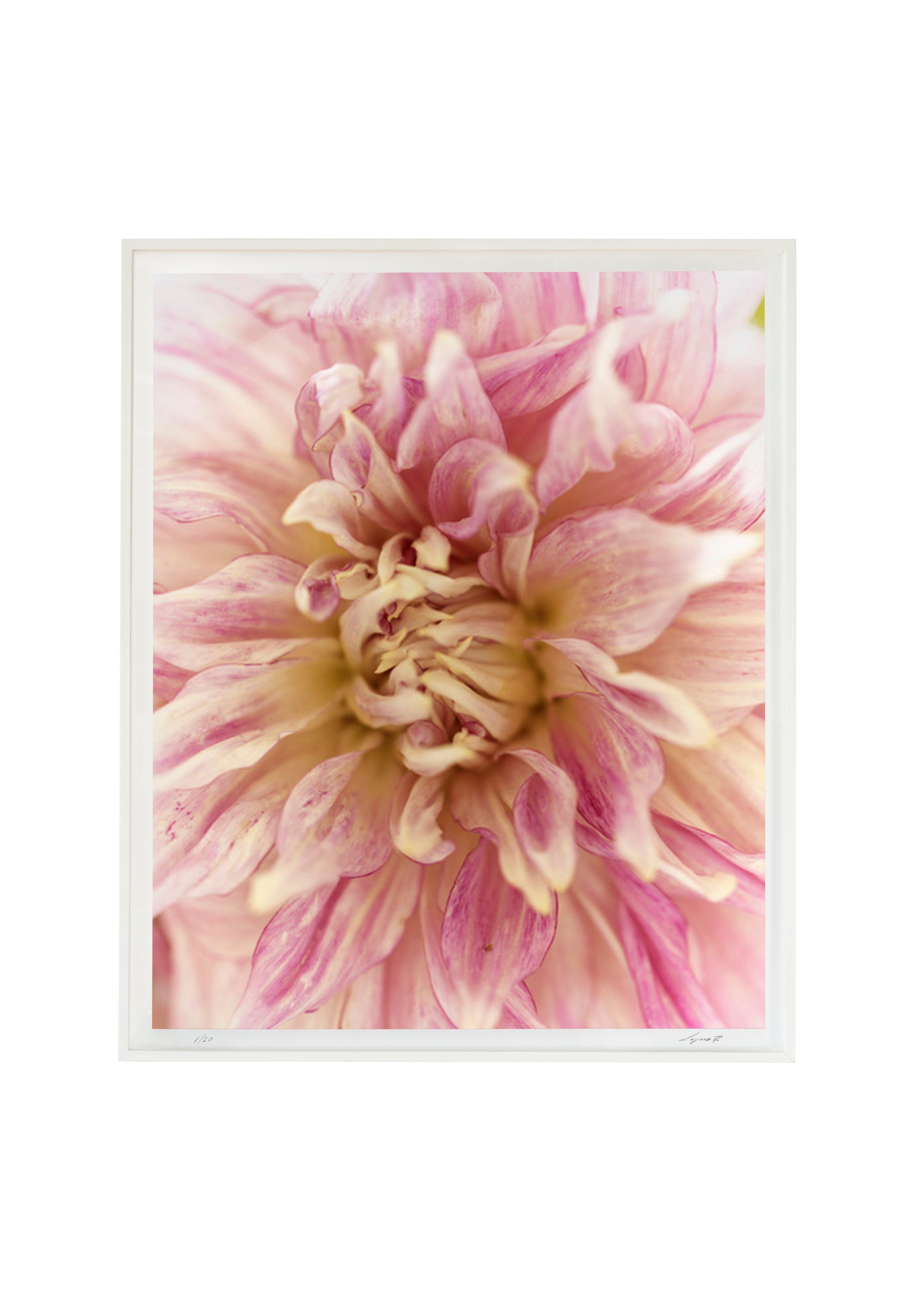 Dahlia D Schumacher Boutique Dahlia D Schumacher Boutique
